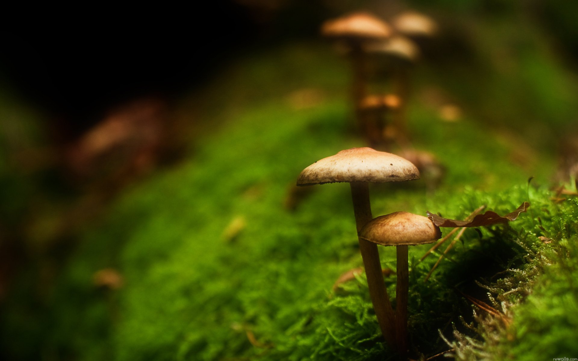 Download Nature Mushroom HD Wallpaper