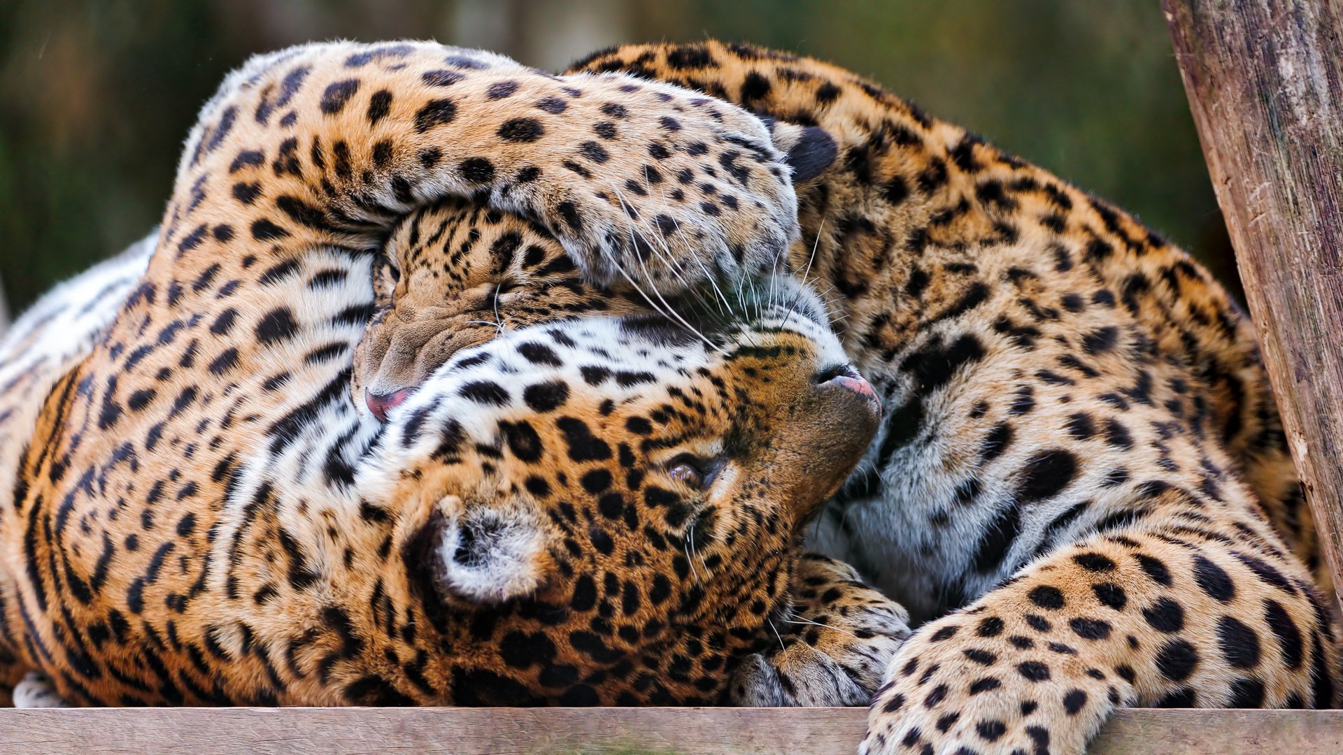 Animal Jaguar HD Wallpaper