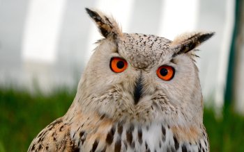 Owl pfp