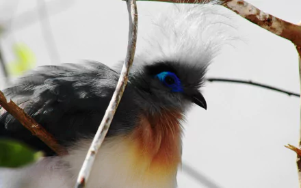 LITTLE BREAST Desktop Wallpapers, Phone Wallpaper, PFP, Gifs, and More ...