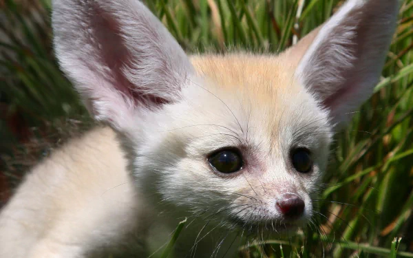 Fennec Fox 4K Ultra HD Wallpaper