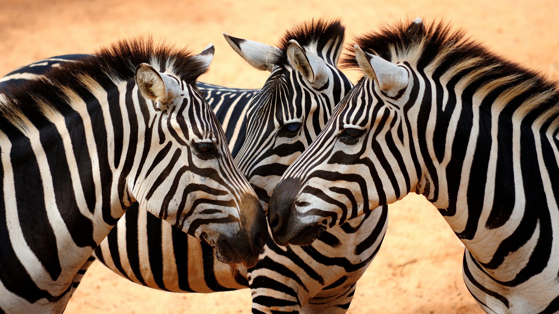 Zebra Hd Wallpapers Desktop 400,000+ Free Zebra Background & Zebra