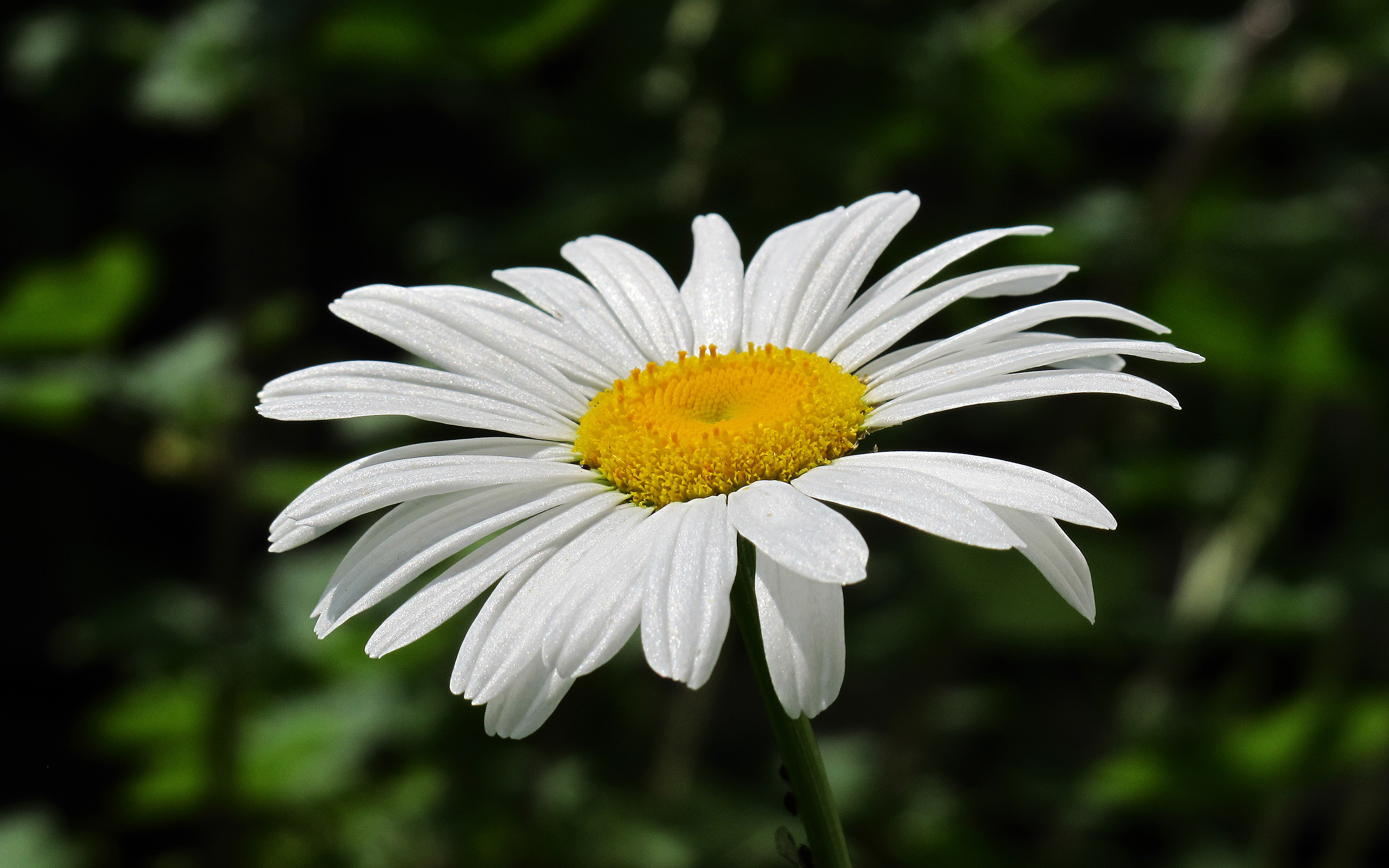 Download Nature Daisy HD Wallpaper