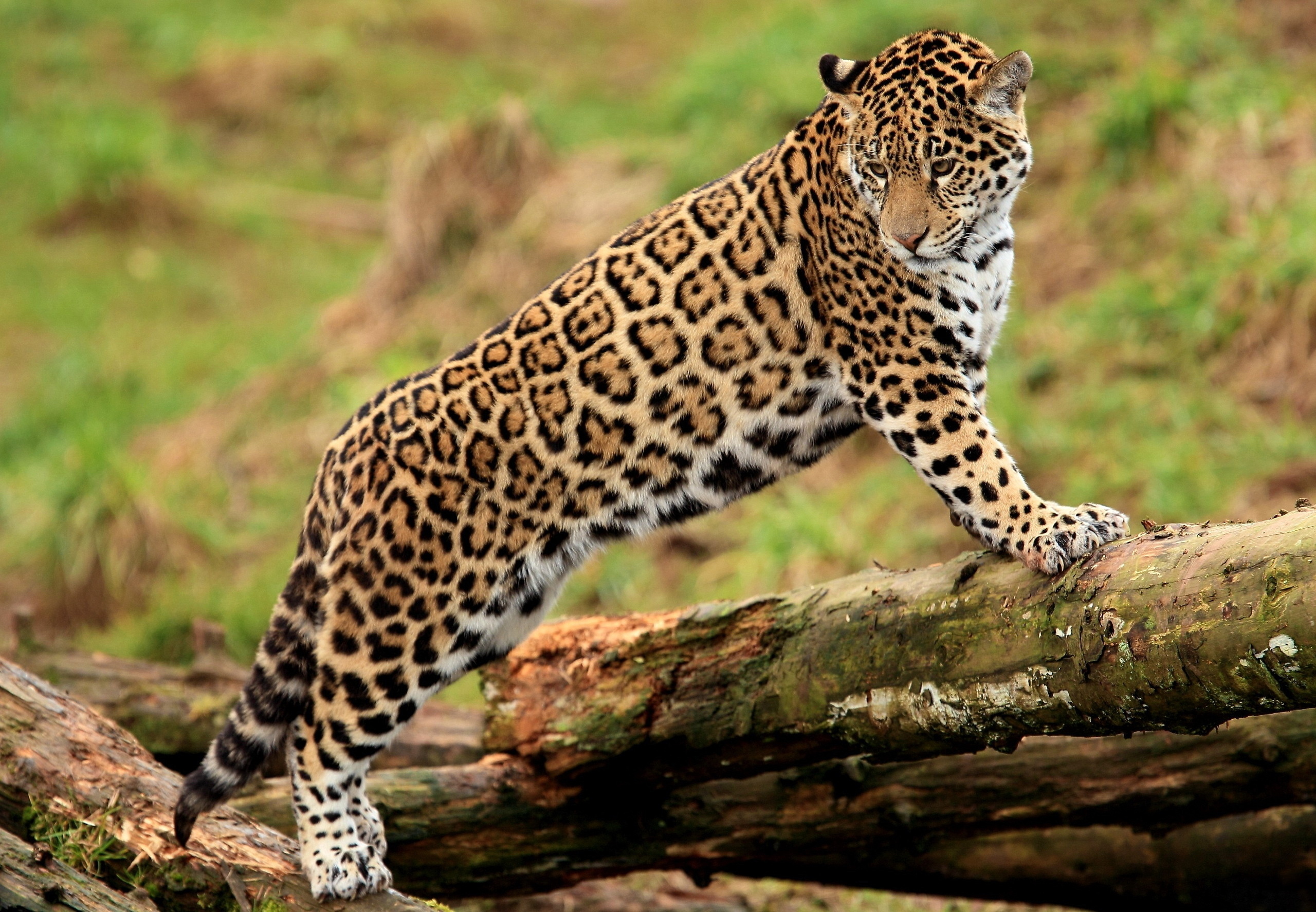 Majestic Jaguar HD Wallpaper
