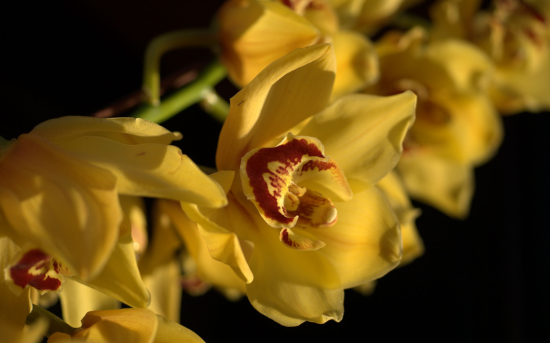Radiant Yellow Orchid - Stunning HD Nature Wallpaper