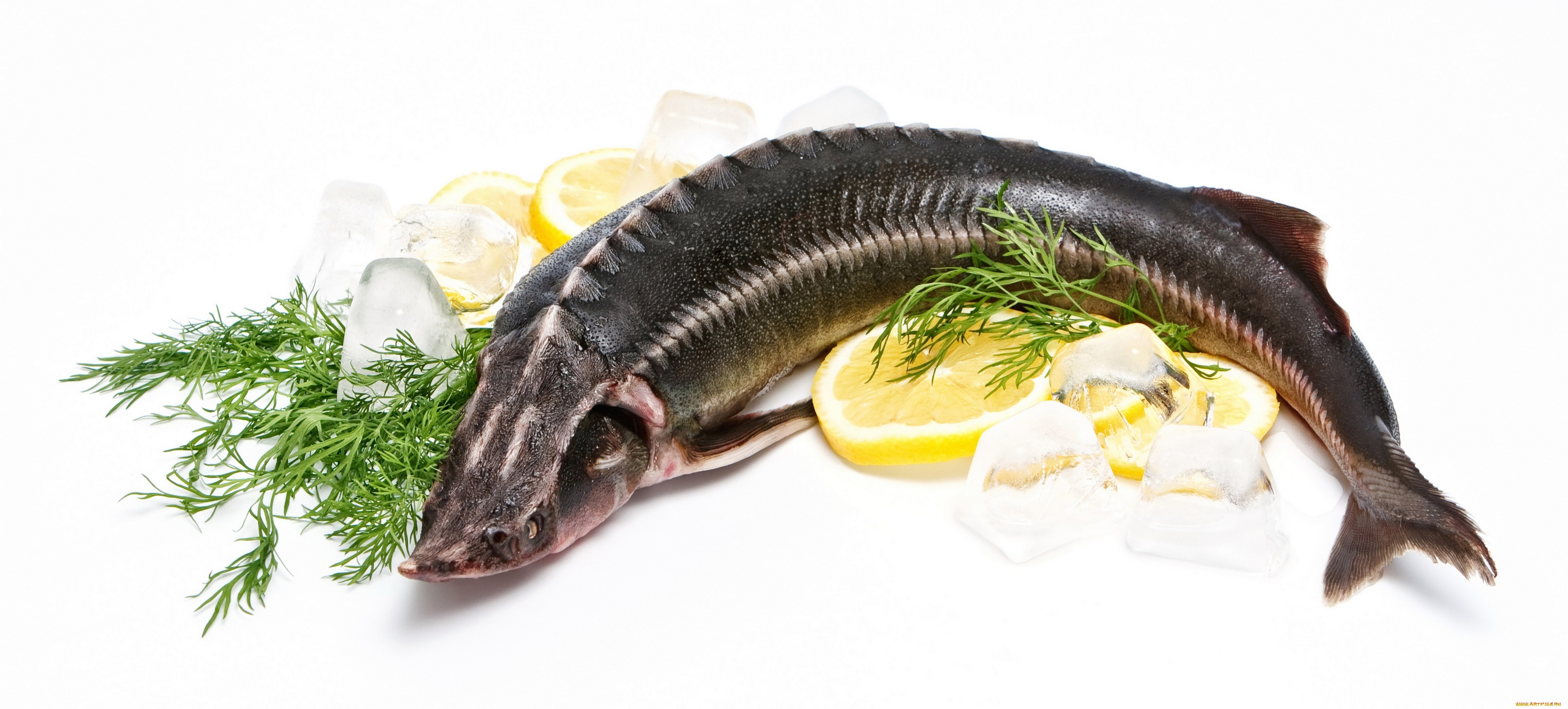 Download Food Fish HD Wallpaper