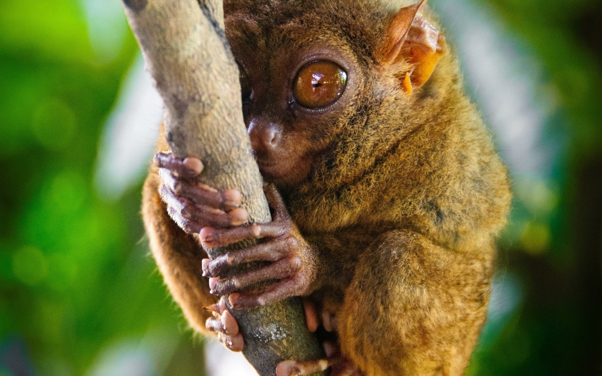 Download Animal Tarsier HD Wallpaper