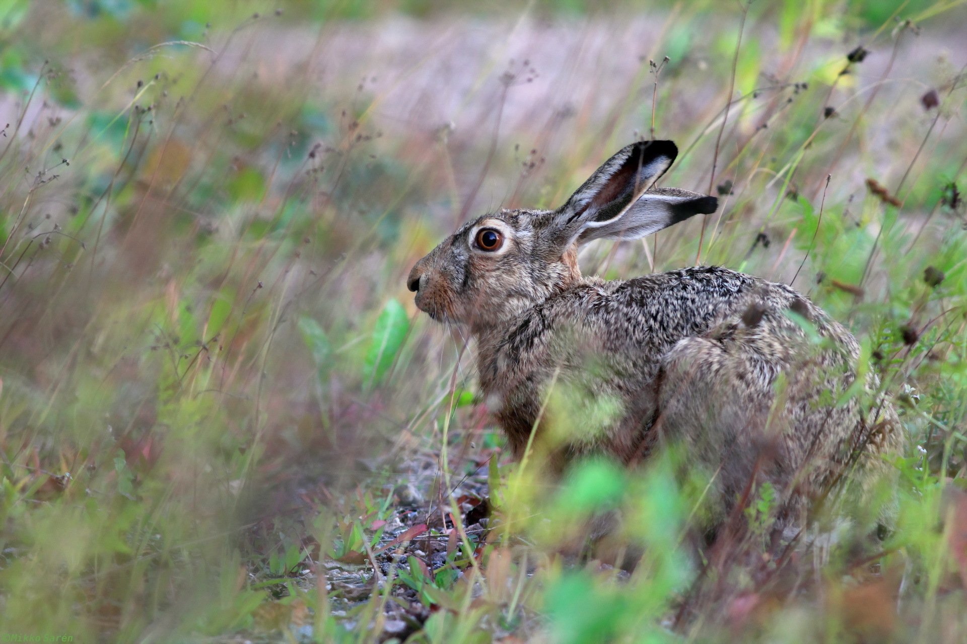 Download Animal Hare HD Wallpaper