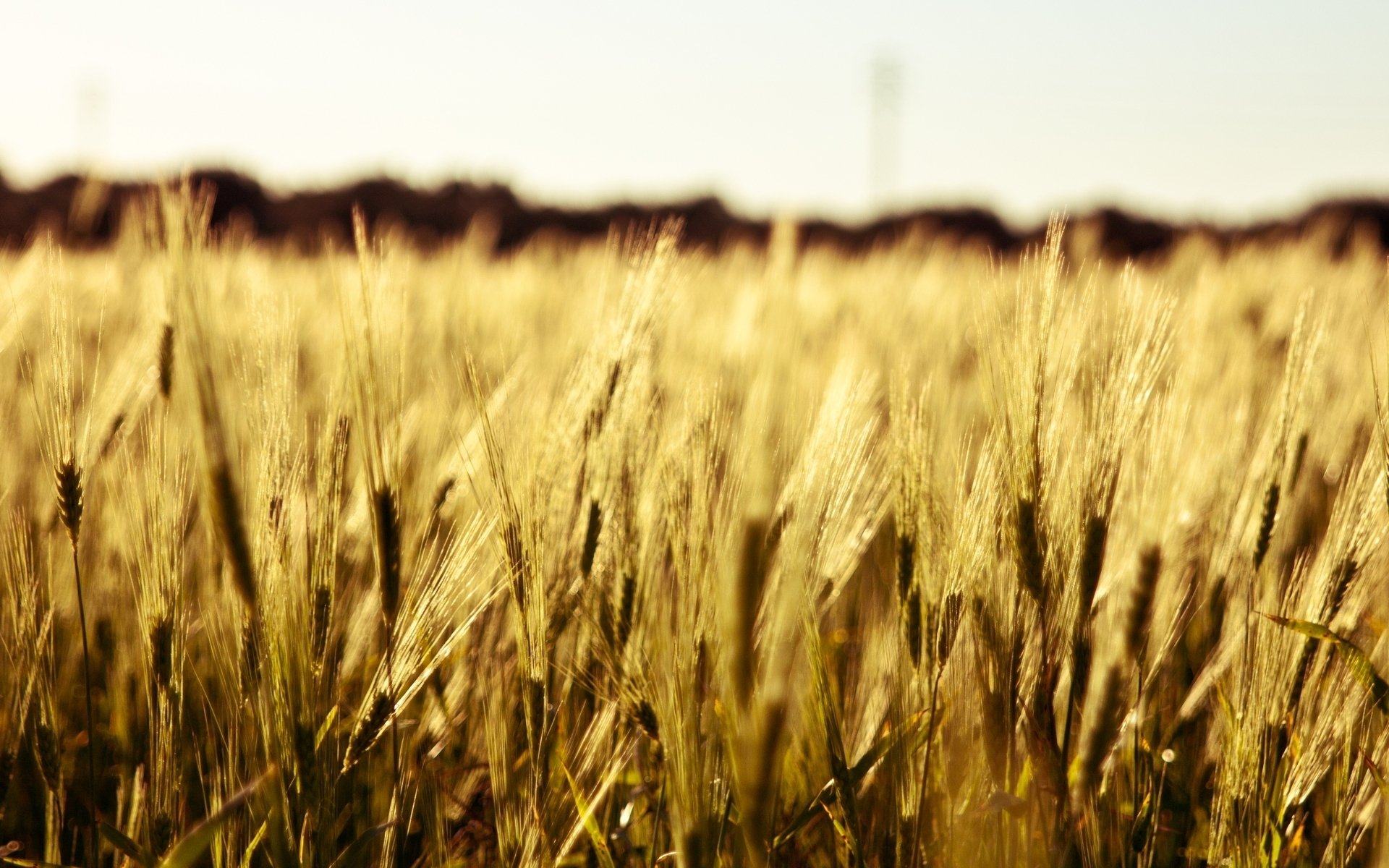 Nature Wheat HD Wallpaper
