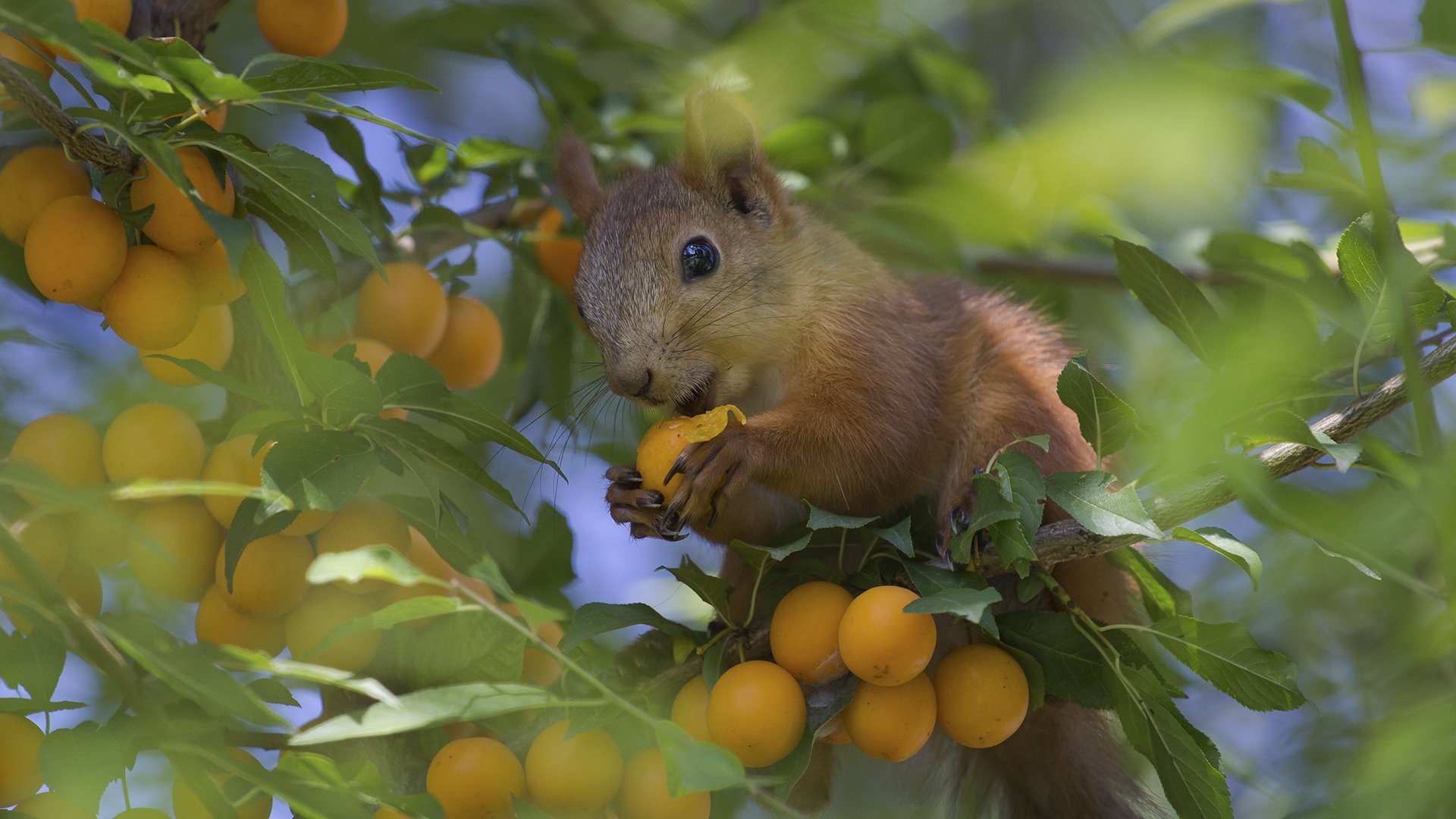 Free Download Hd Bing Curious Squirrel Wallpaper