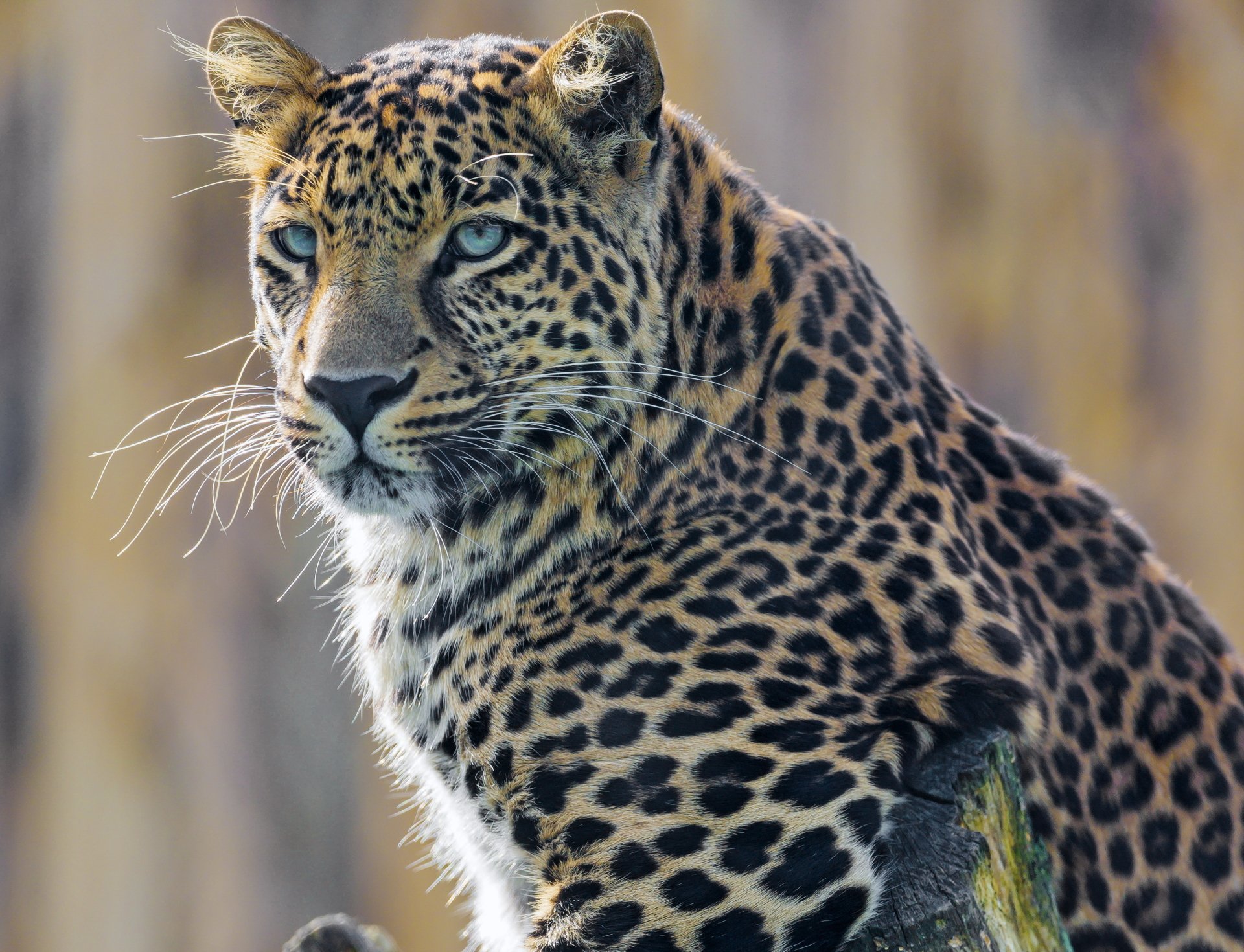 Majestic Leopard HD Wallpaper: Wild Elegance in Focus