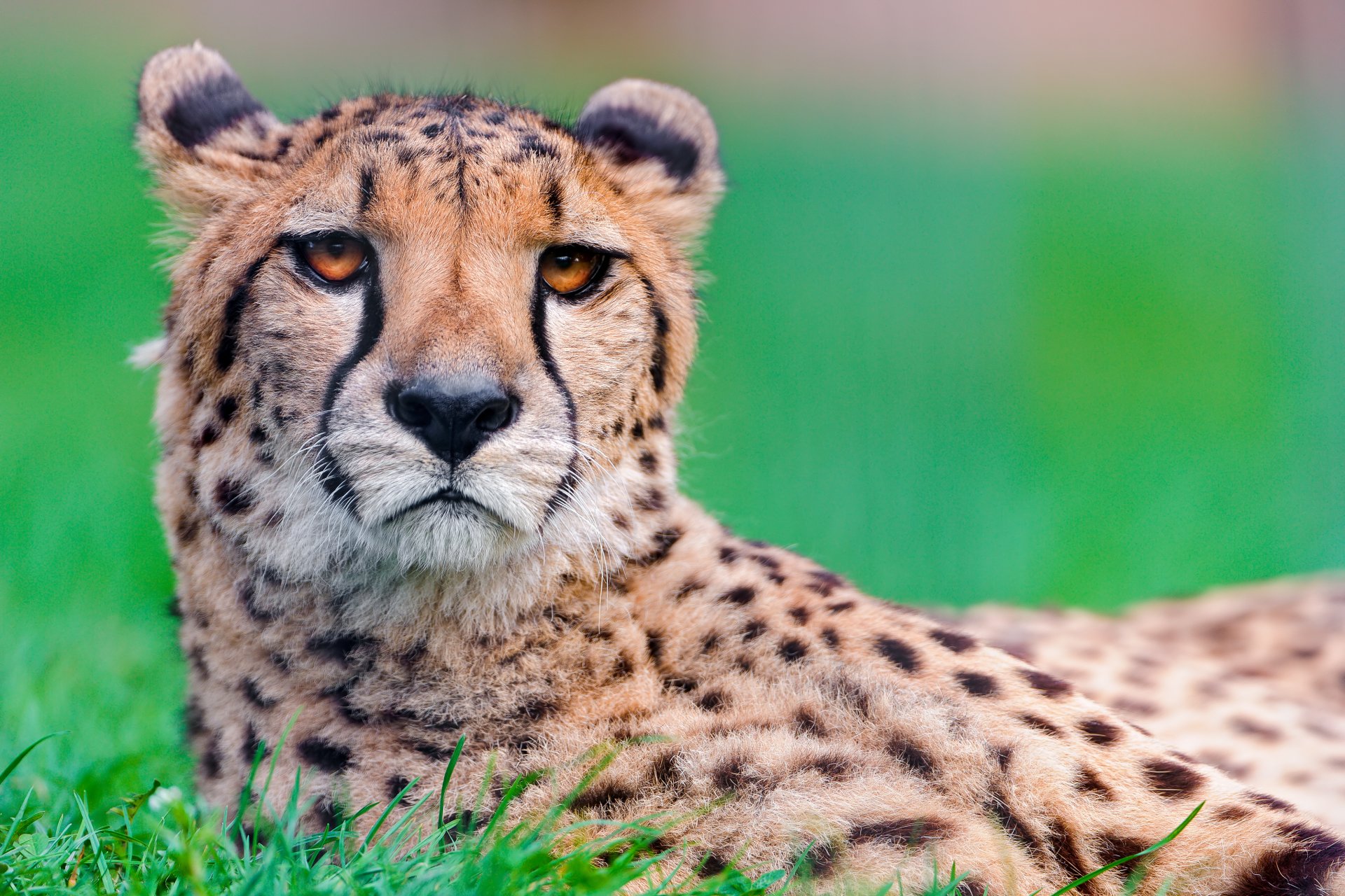 Stunning Cheetah Portrait - 4K Ultra HD Wallpaper