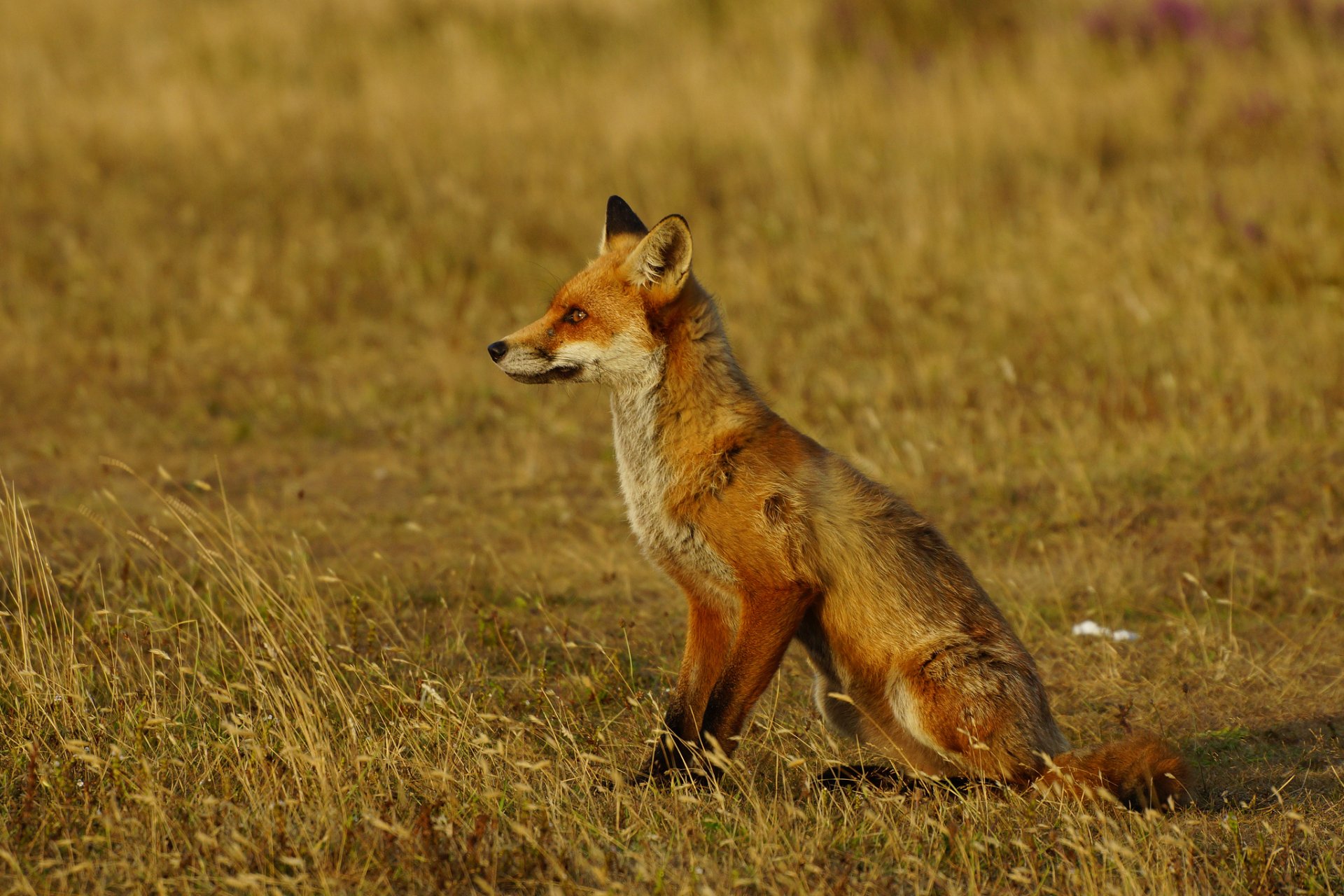 Majestic Fox in Natural Habitat – HD Animal Wallpaper | 2048x1365 ...