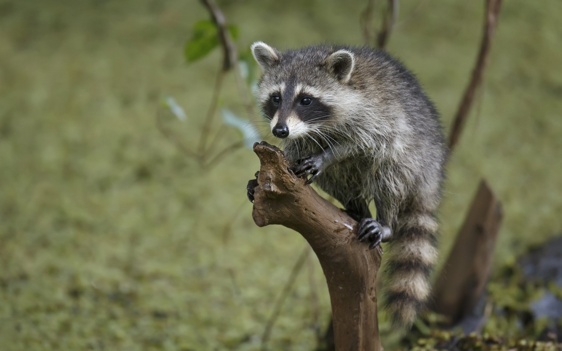 Charming Raccoon HD Wallpaper: Wild Nature Close-Up