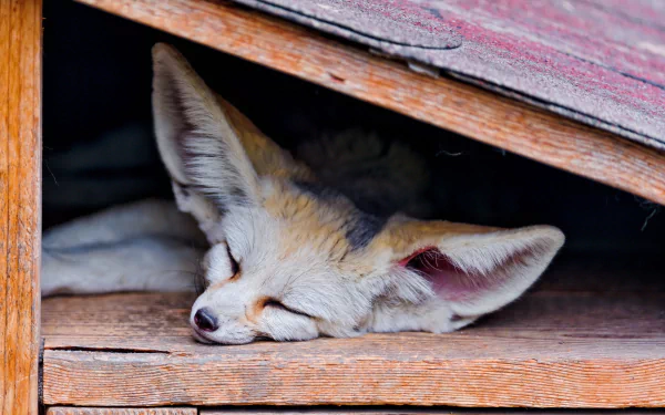 Fennec Fox 4K Ultra HD Wallpaper