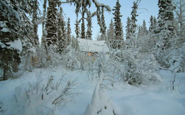 free of the woods Desktop Wallpapers, Phone Wallpaper, PFP, Gifs, and ...