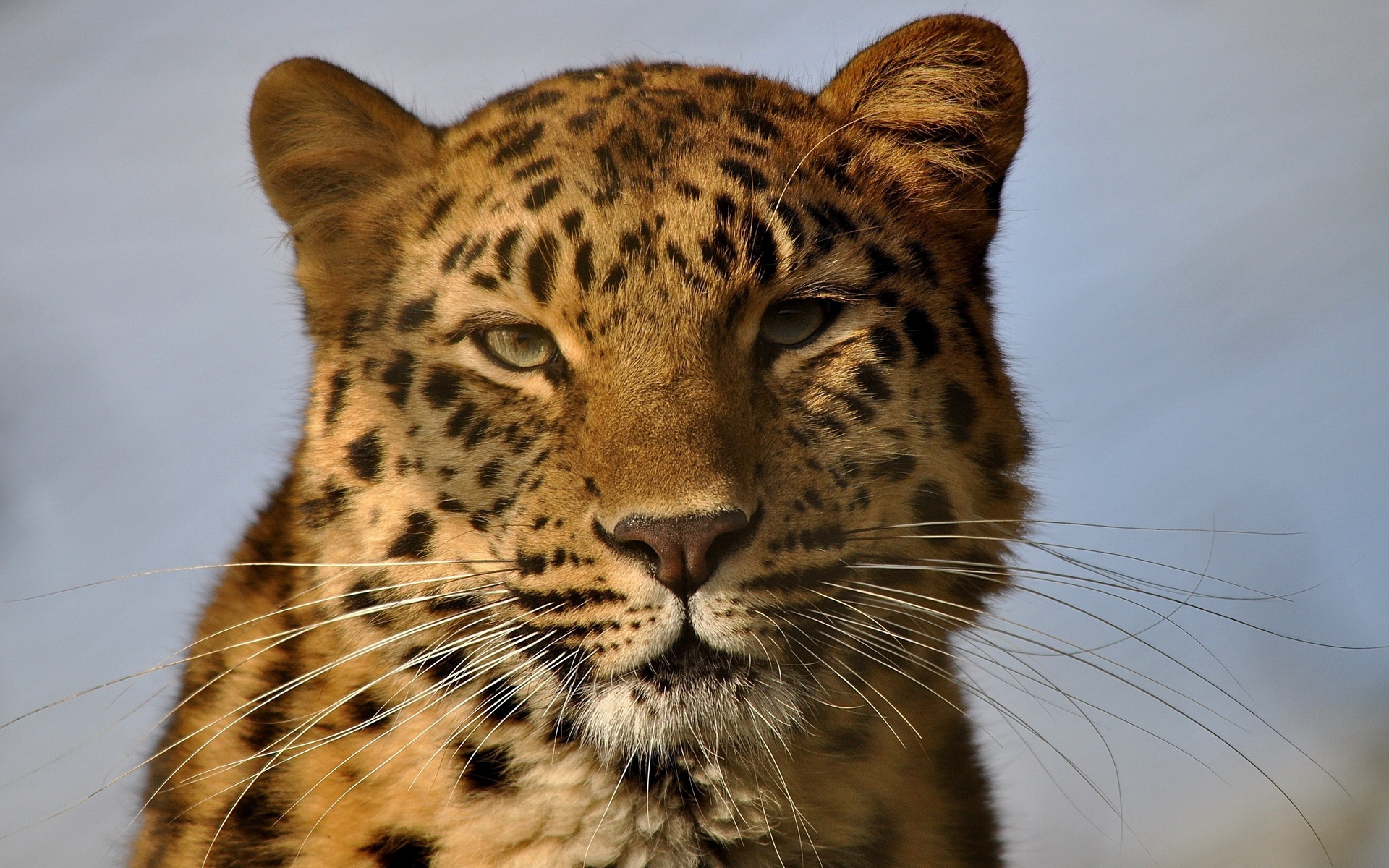 Animal Leopard HD Wallpaper