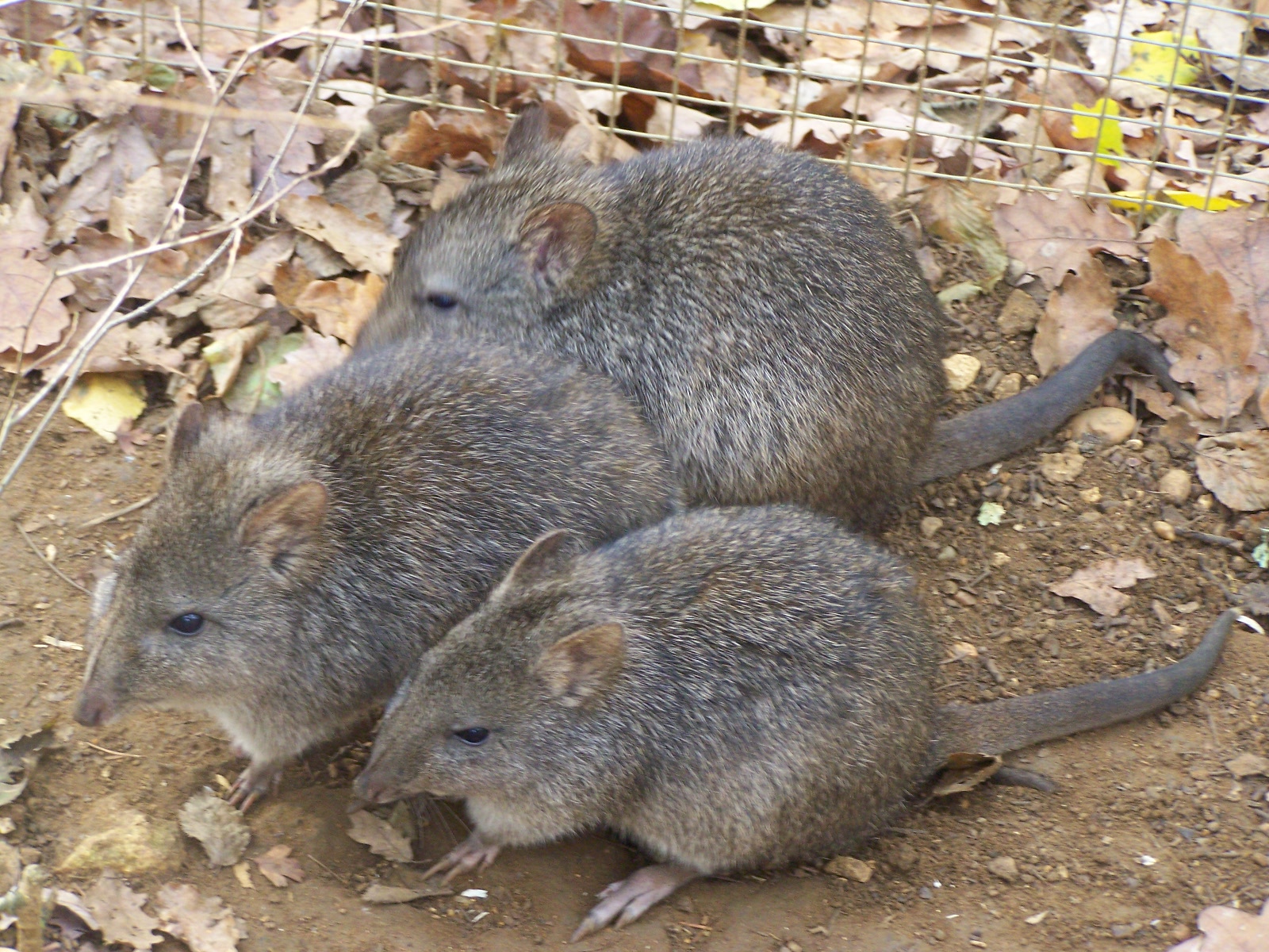 Animal Potoroo HD Wallpaper