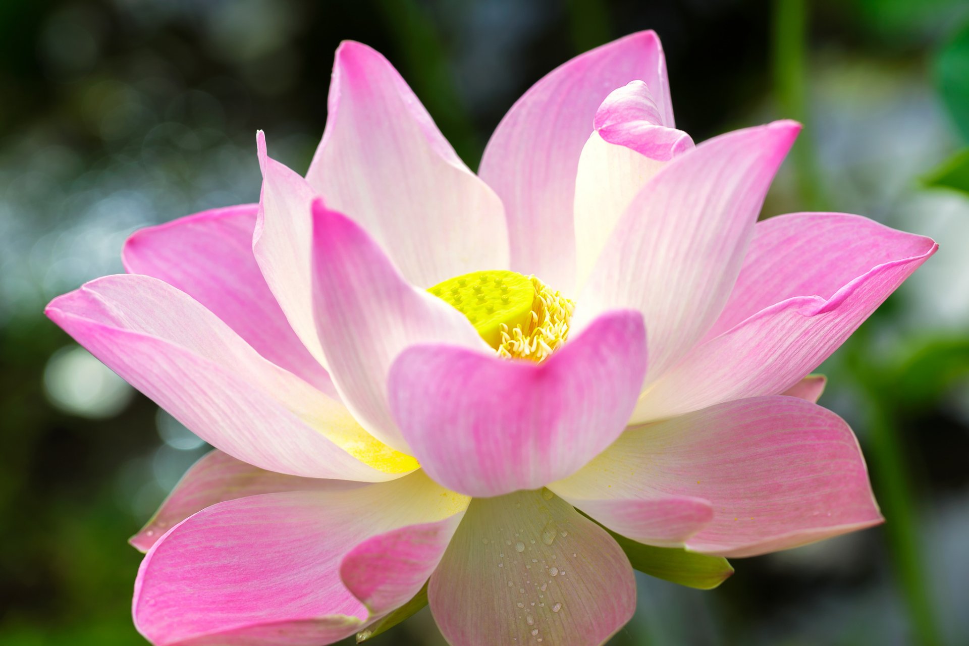 Serene Pink Lotus — HD Nature Wallpaper | 2048x1365 | Wallpaper Abyss