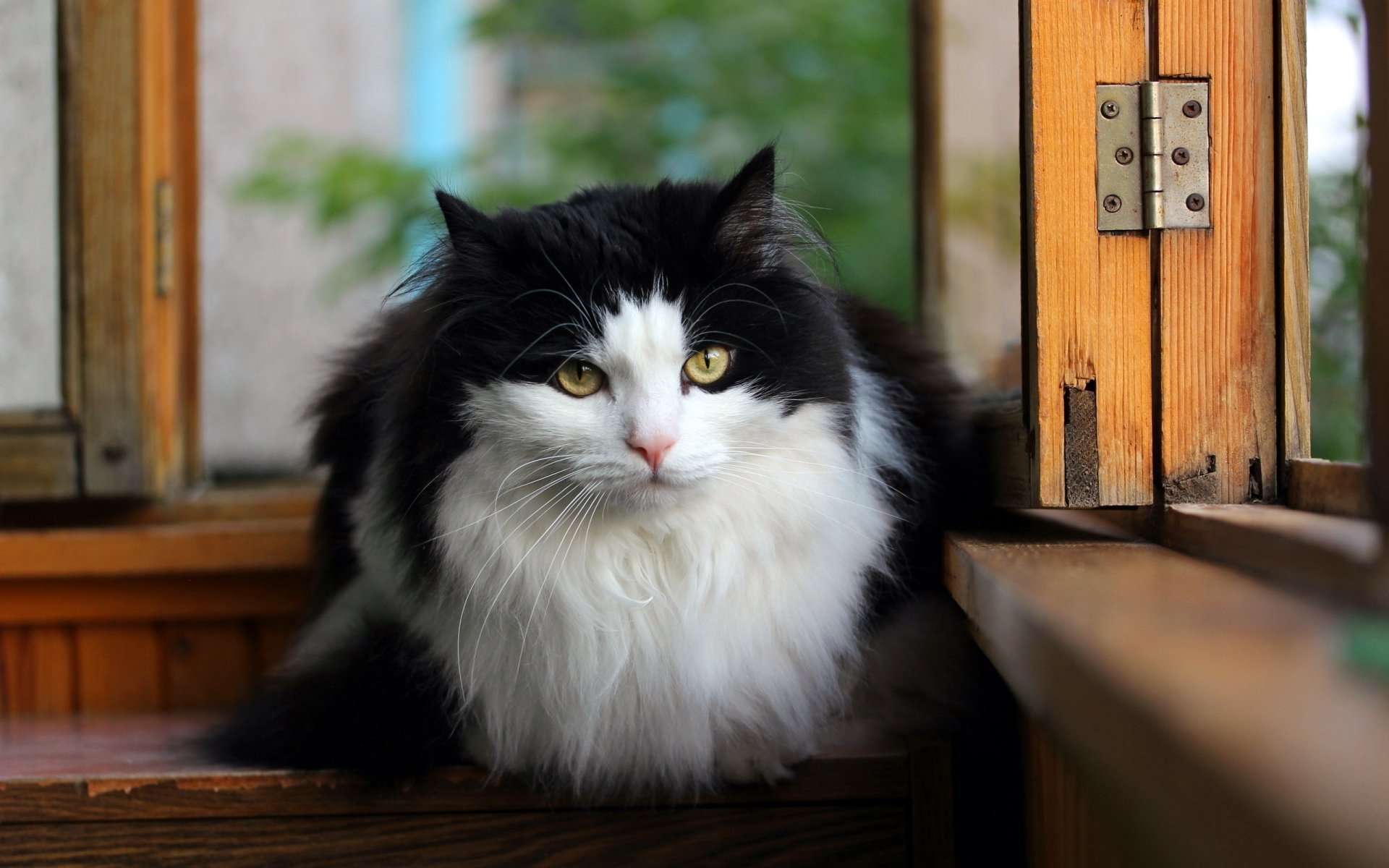 HD Wallpaper of a Majestic Cat Relaxing by the Window | 2560x1600 ...