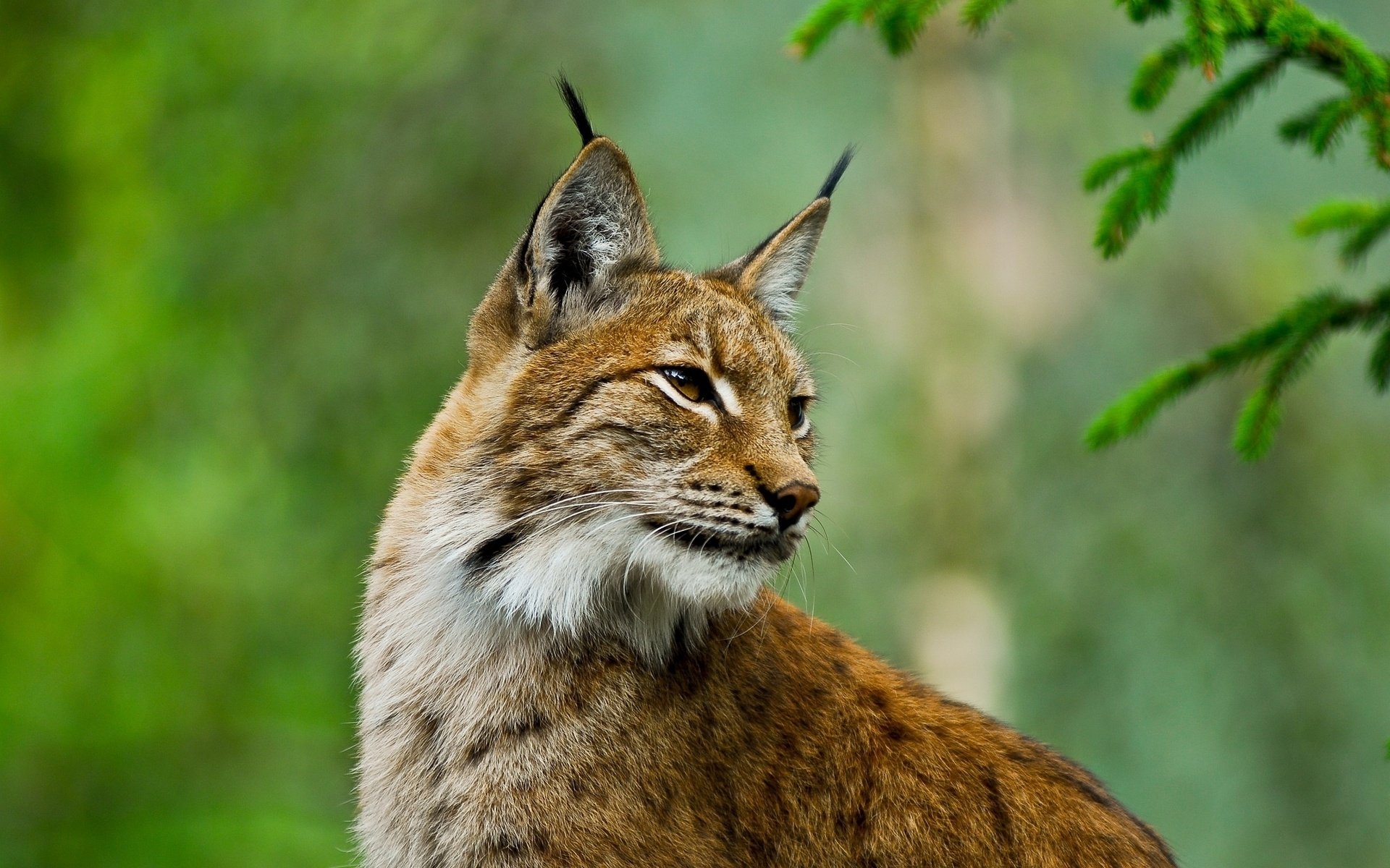 Download Animal Lynx HD Wallpaper | 1920x1200 | Wallpaper Abyss