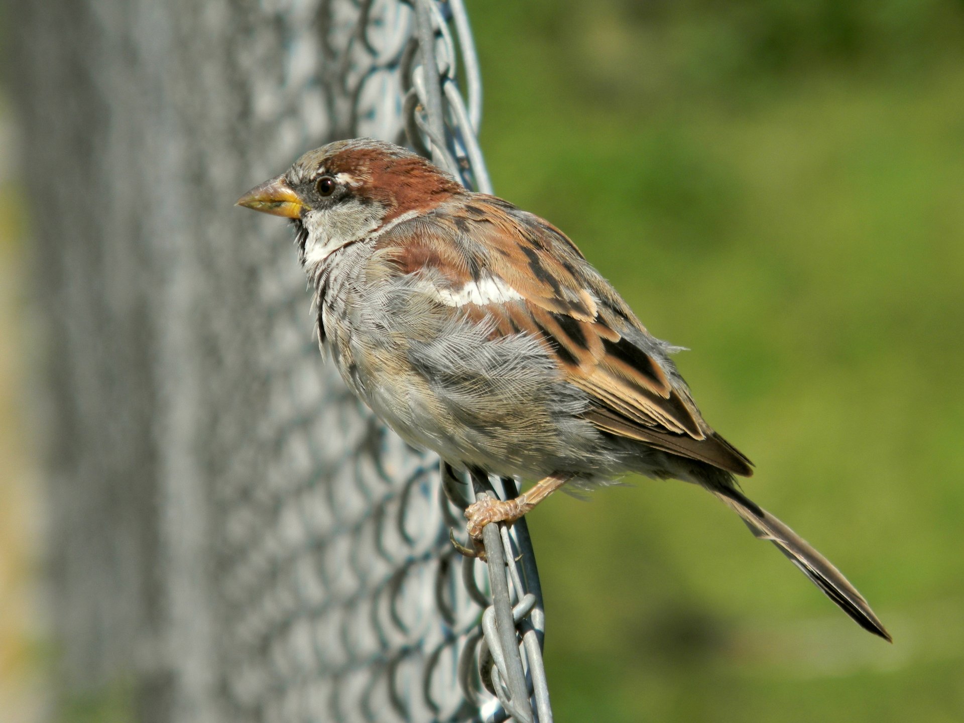 Download Bird Animal Sparrow 4k Ultra HD Wallpaper by dovah | 4000x3000 ...