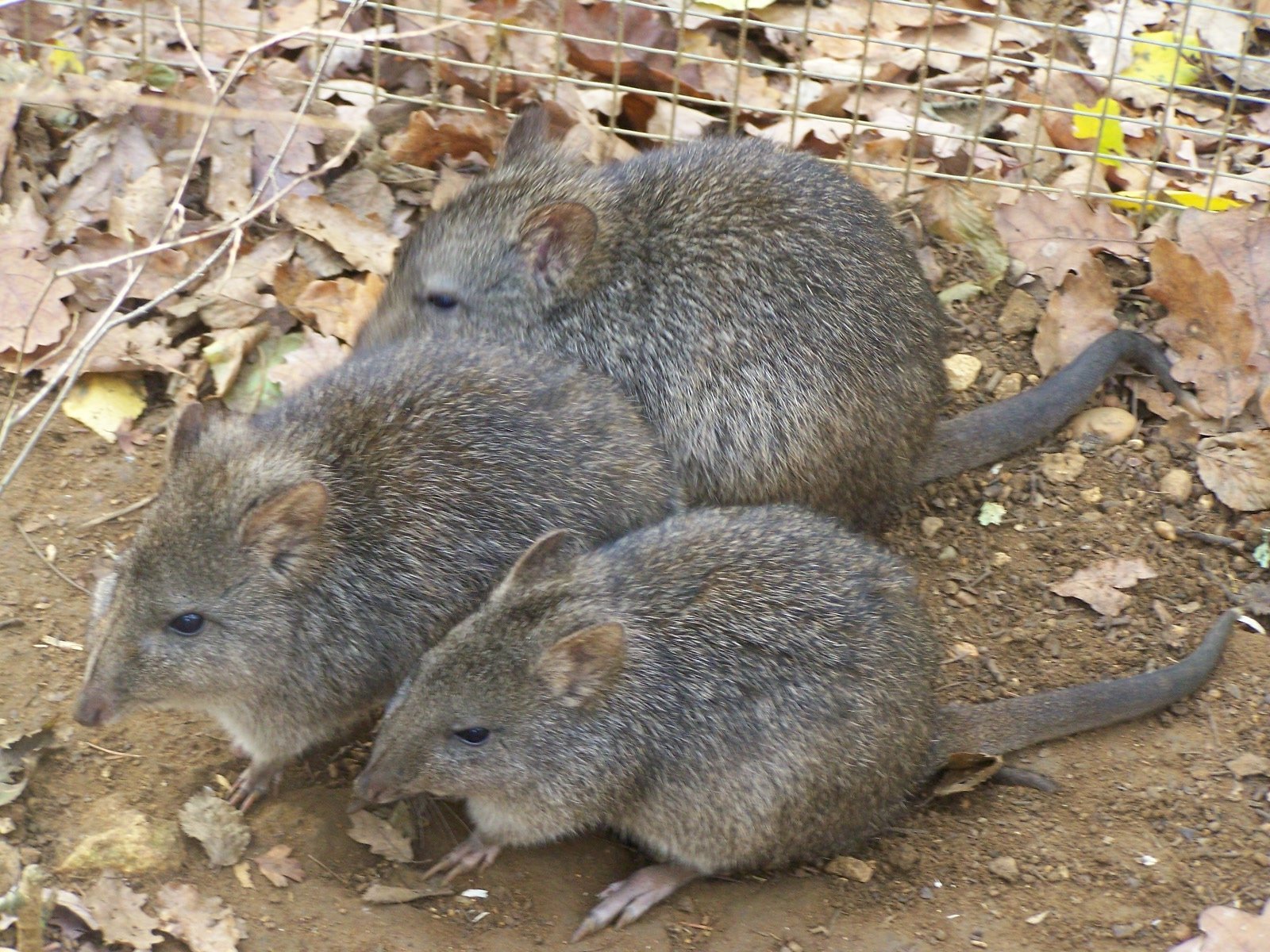 Download Animal Potoroo Wallpaper