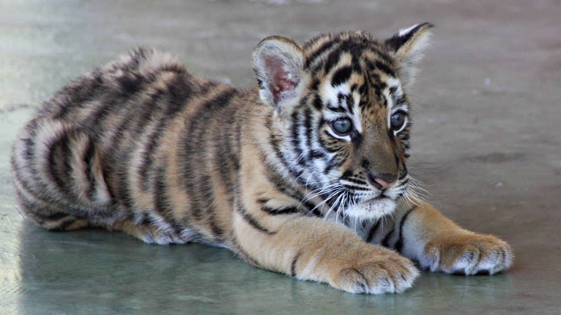 Adorable Tiger Cub HD Wallpaper