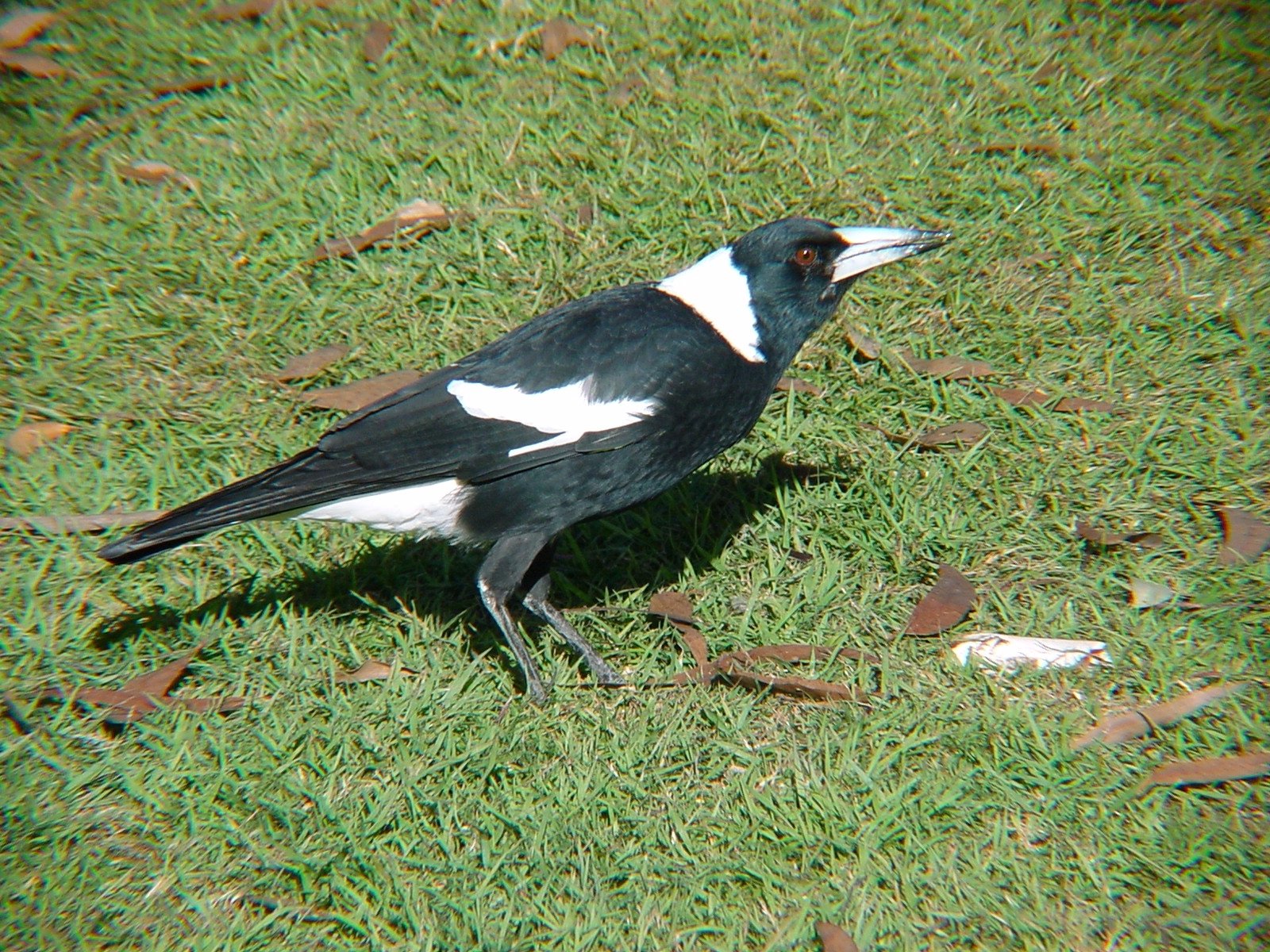 Majestic Magpie: Stunning HD Bird Wallpaper in Natural Greenscape