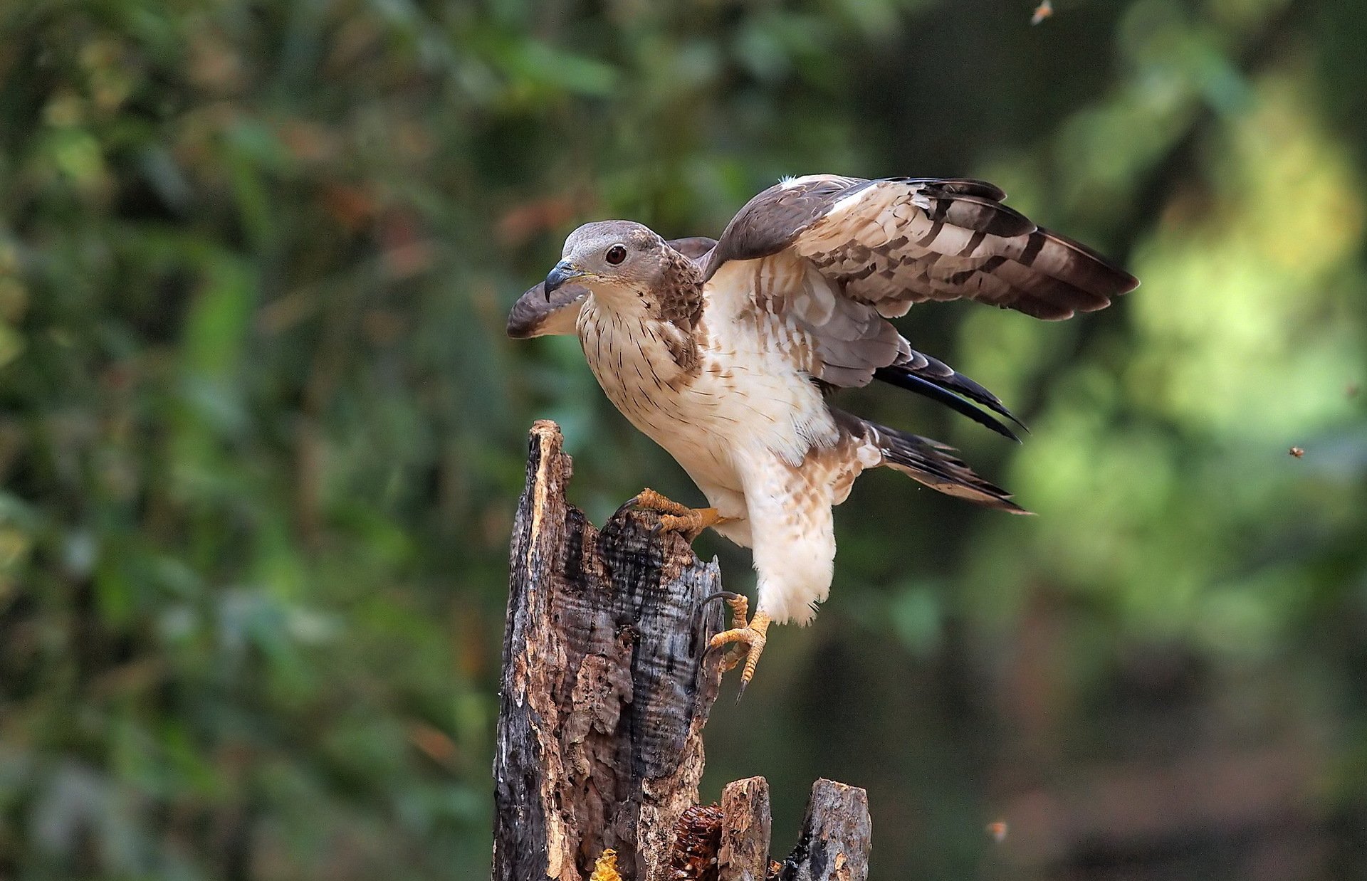 Majestic Bird in Flight - HD Wallpaper | 1920x1238 | Wallpaper Abyss