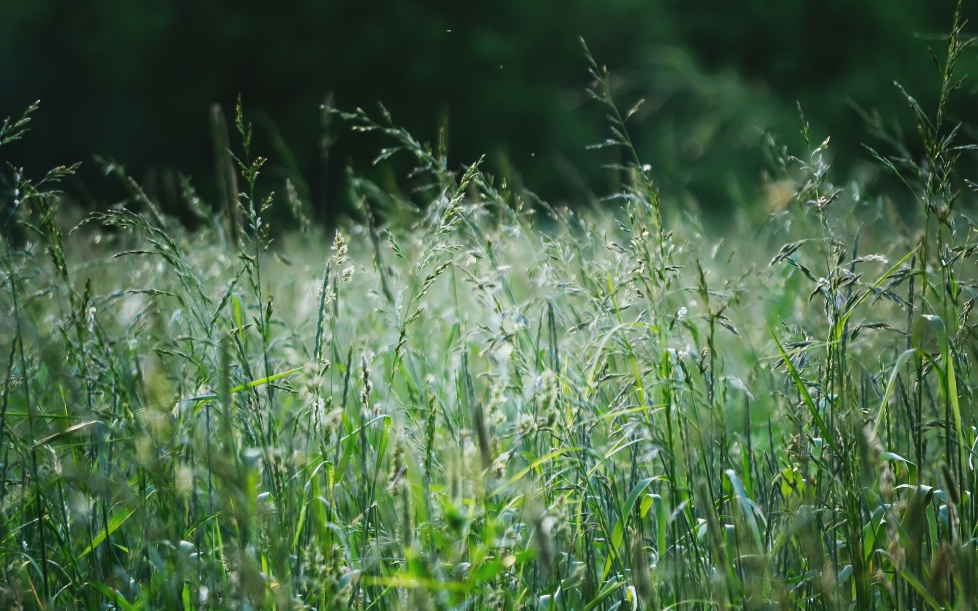 Lush Grass Meadow – Stunning HD Nature Wallpaper | 2880x1800 ...