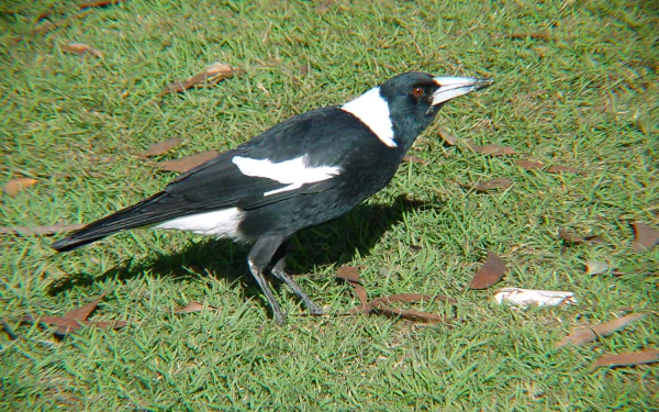 Majestic Magpie: Stunning HD Wallpaper of a Vibrant Bird in Nature