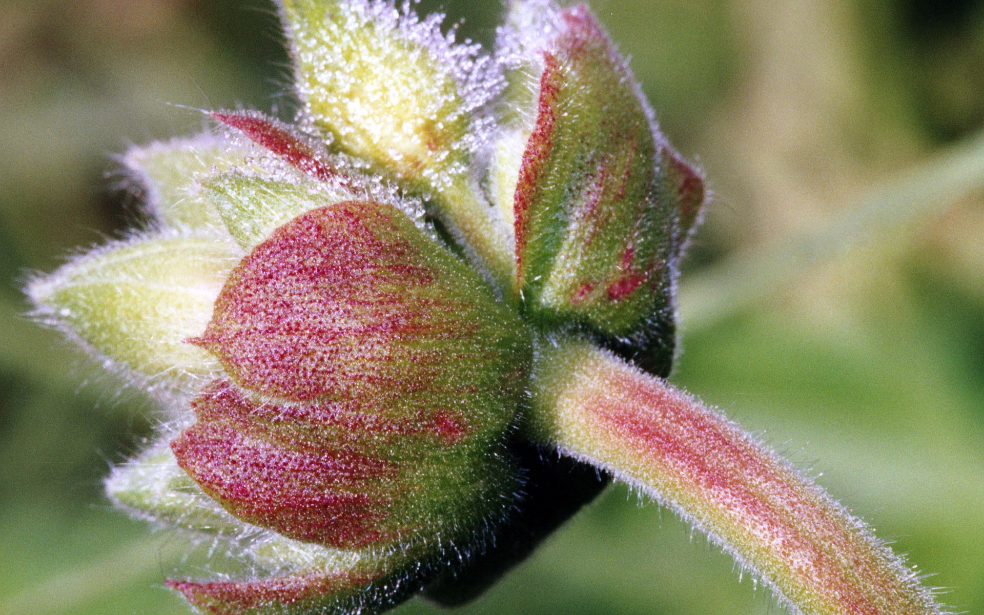 Plant Hd Wallpapers Page