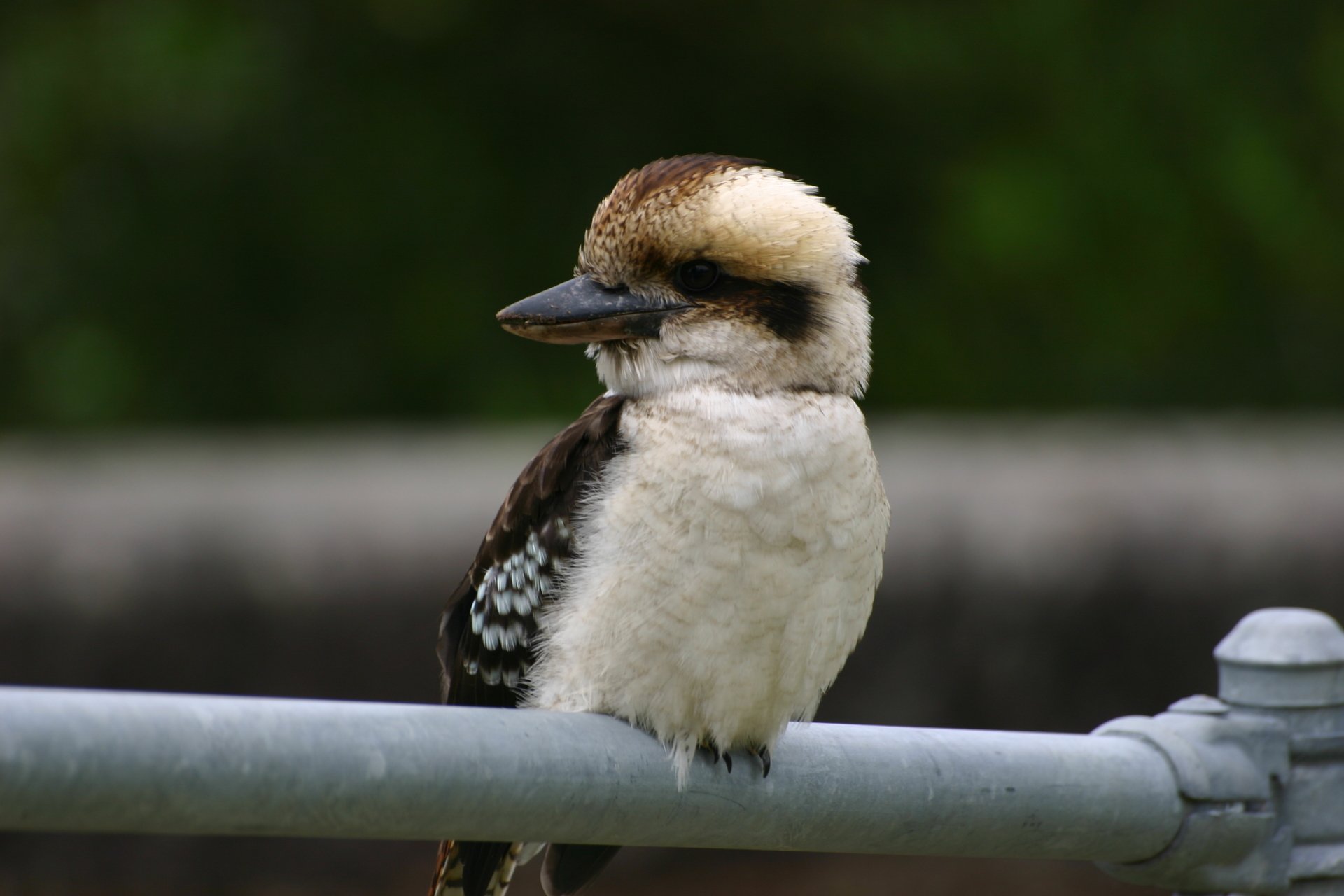 Majestic Kookaburra: Stunning HD Animal Wallpaper
