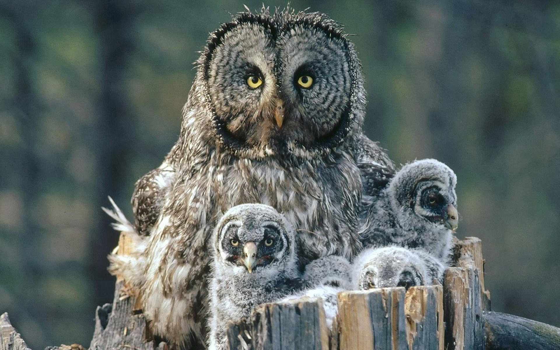 Majestic Owl Family HD Wallpaper: Guardians of the Forest Night