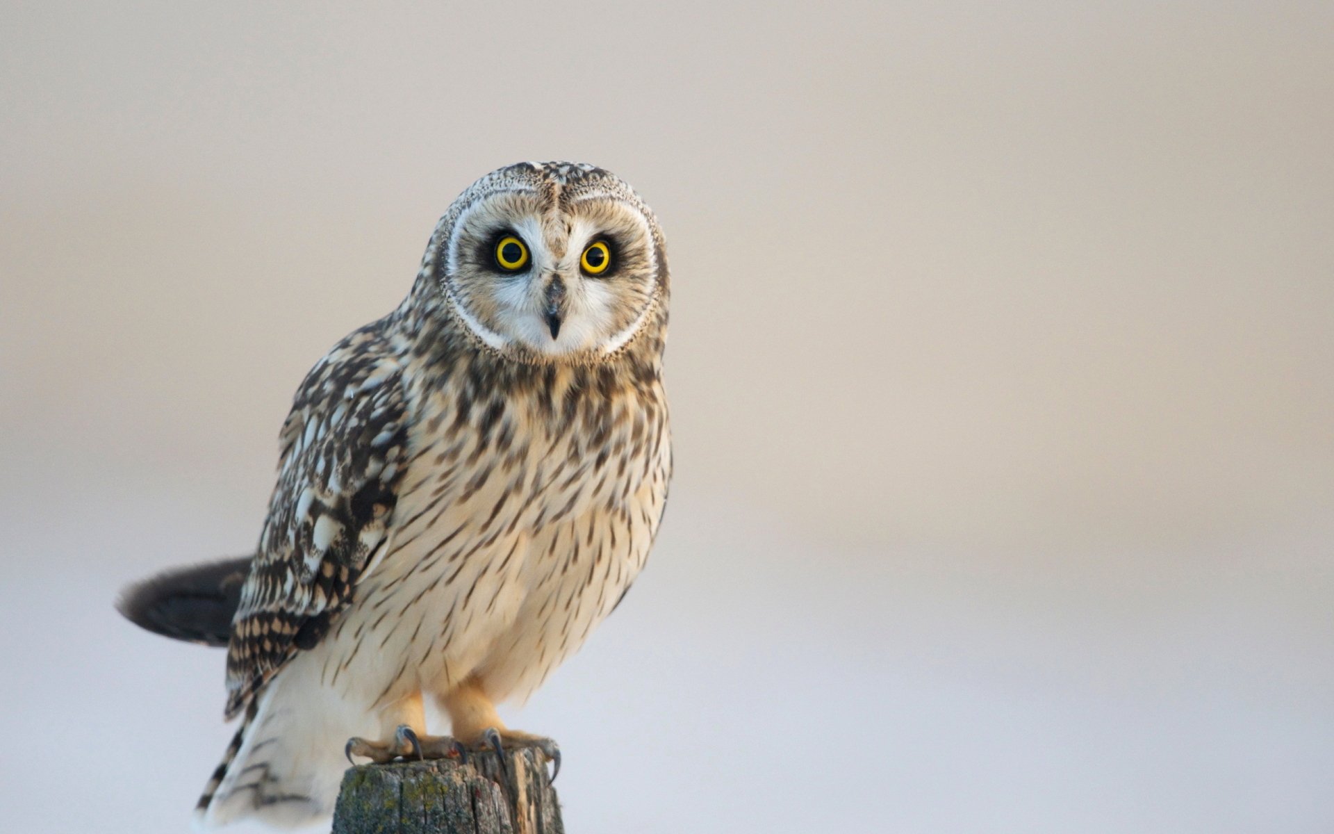 Animal Owl HD Wallpaper