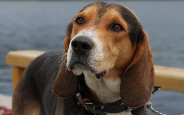 Beagle - Desktop Wallpapers, Phone Wallpaper, PFP, Gifs, and More!