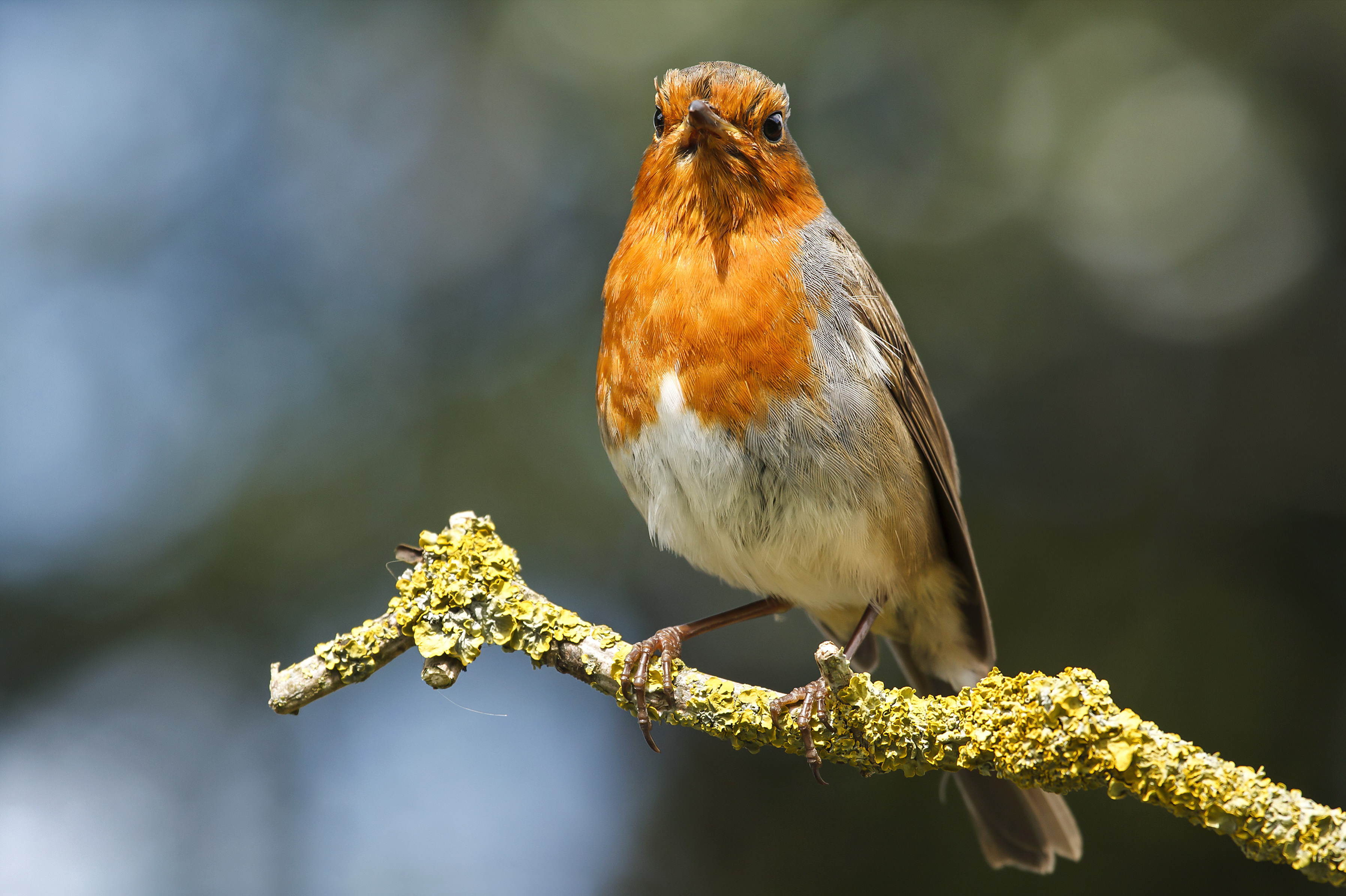 Download Animal Bird HD Wallpaper