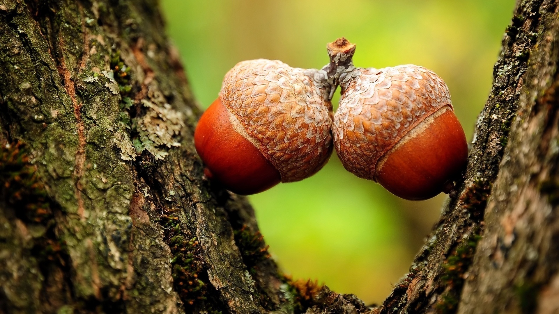 Download Food Acorn HD Wallpaper