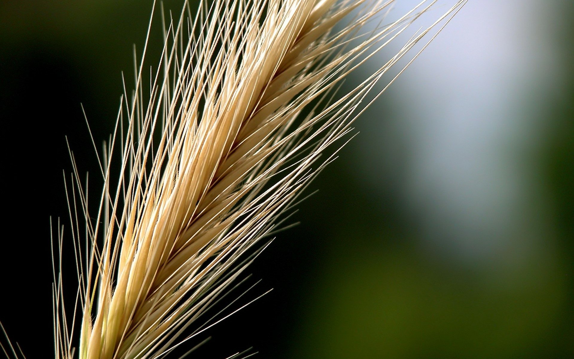 Download Nature Close Up HD Wallpaper