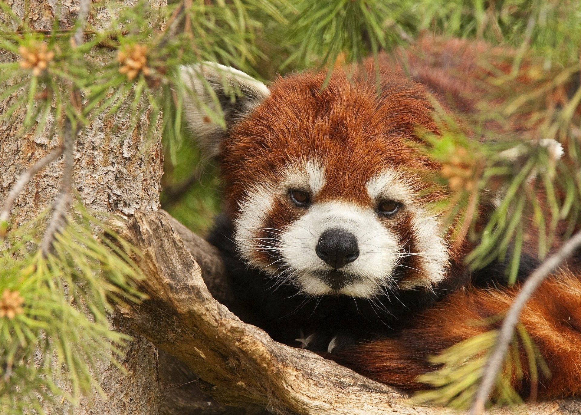 Red Panda HD Wallpaper