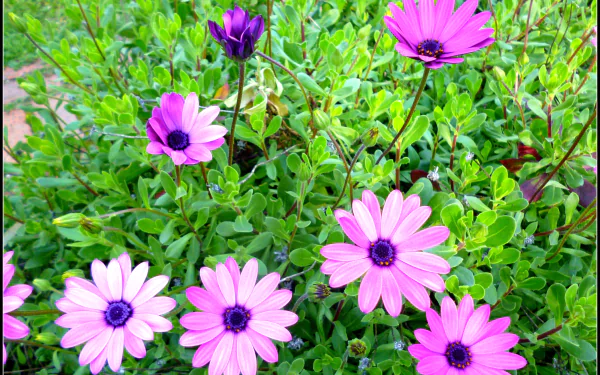 Download Purple Flower Spring Daisy Nature African Daisy HD Wallpaper