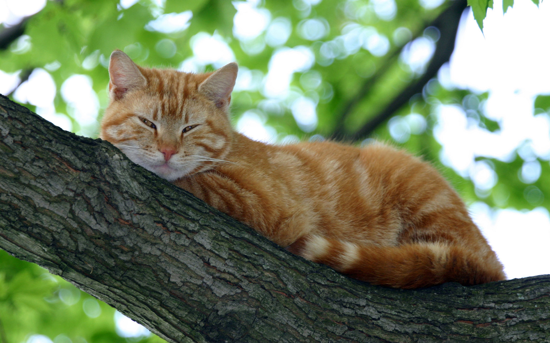 Slumbering Cat HD Wallpaper