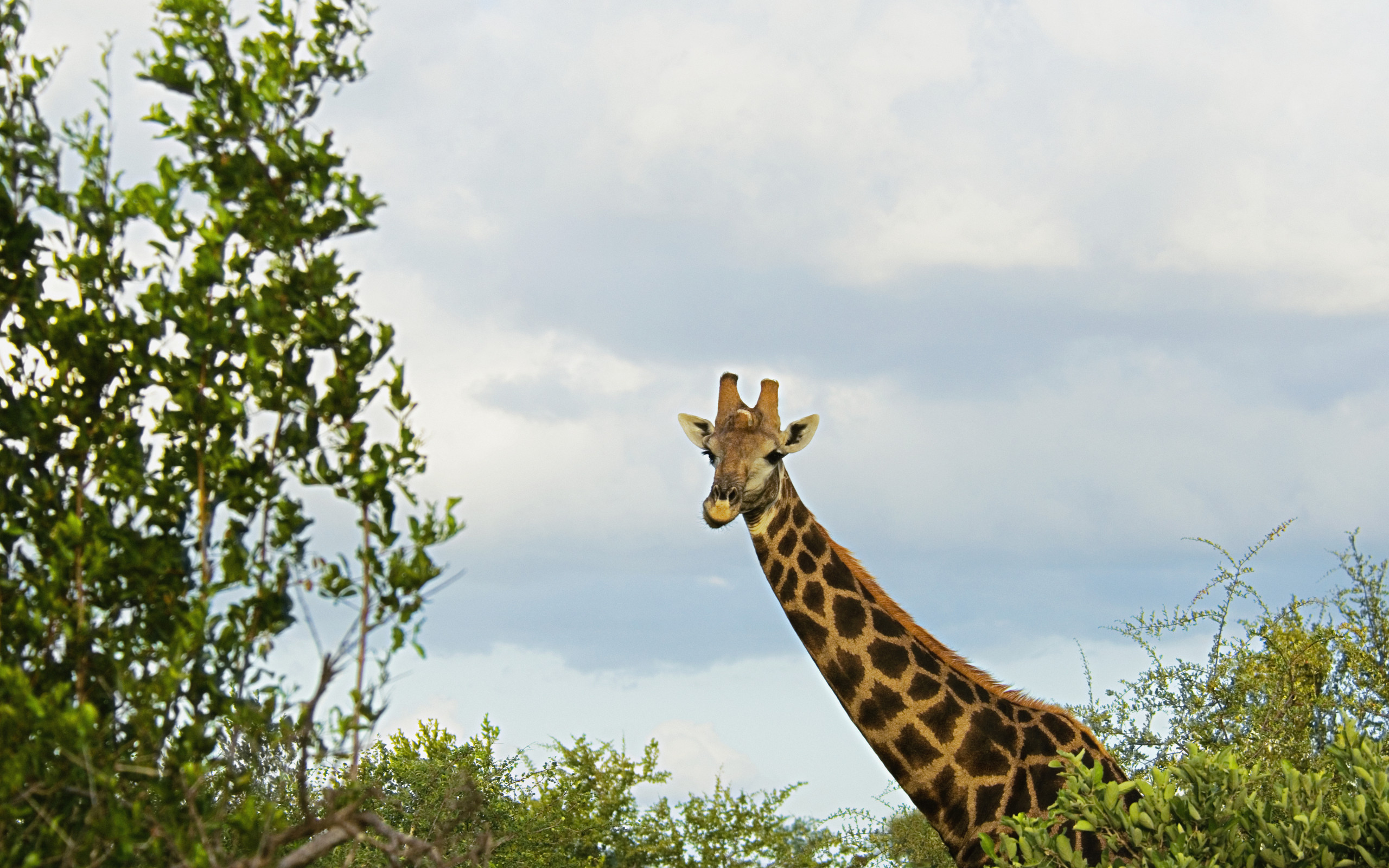 Download Animal Giraffe HD Wallpaper