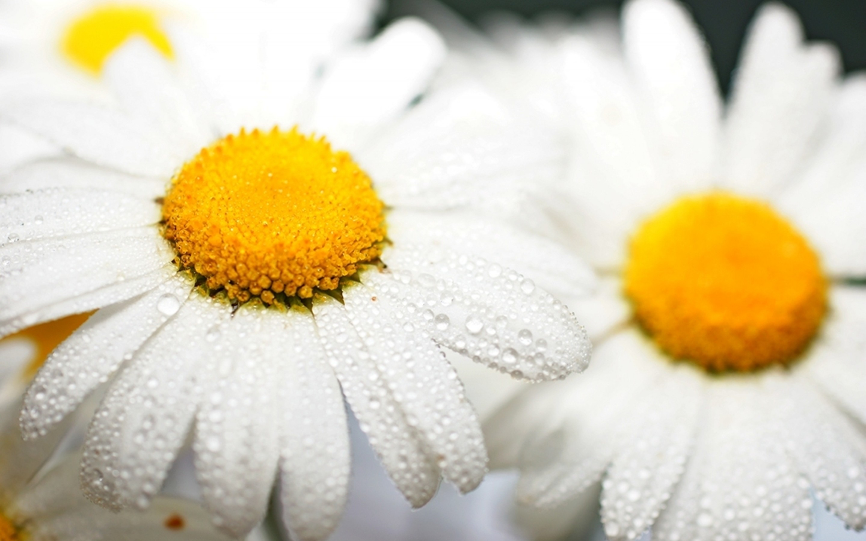Daisy HD Wallpaper
