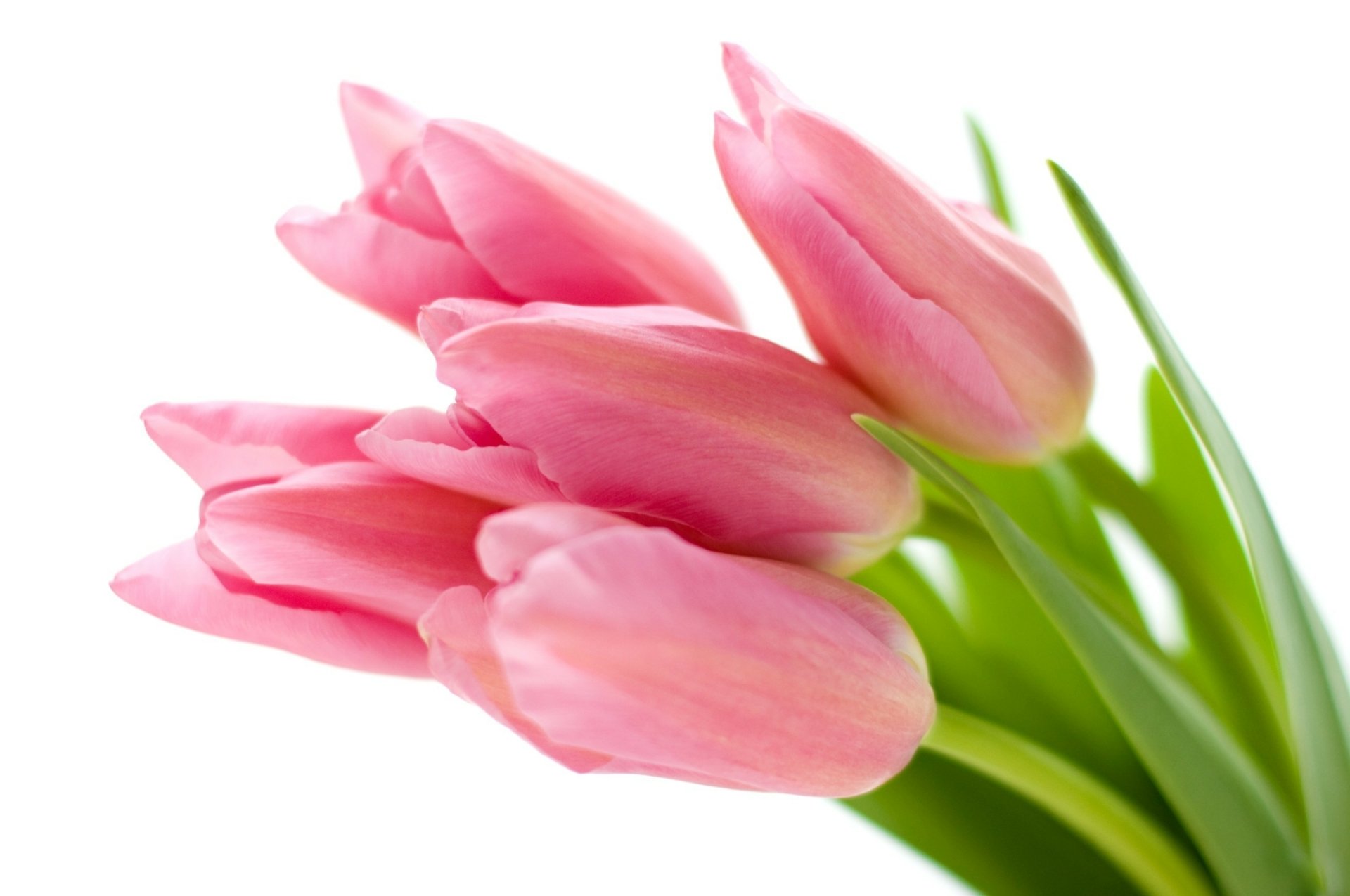 Vibrant Pink Tulips HD Wallpaper – Nature’s Elegant Bloom | 2620x1740 ...