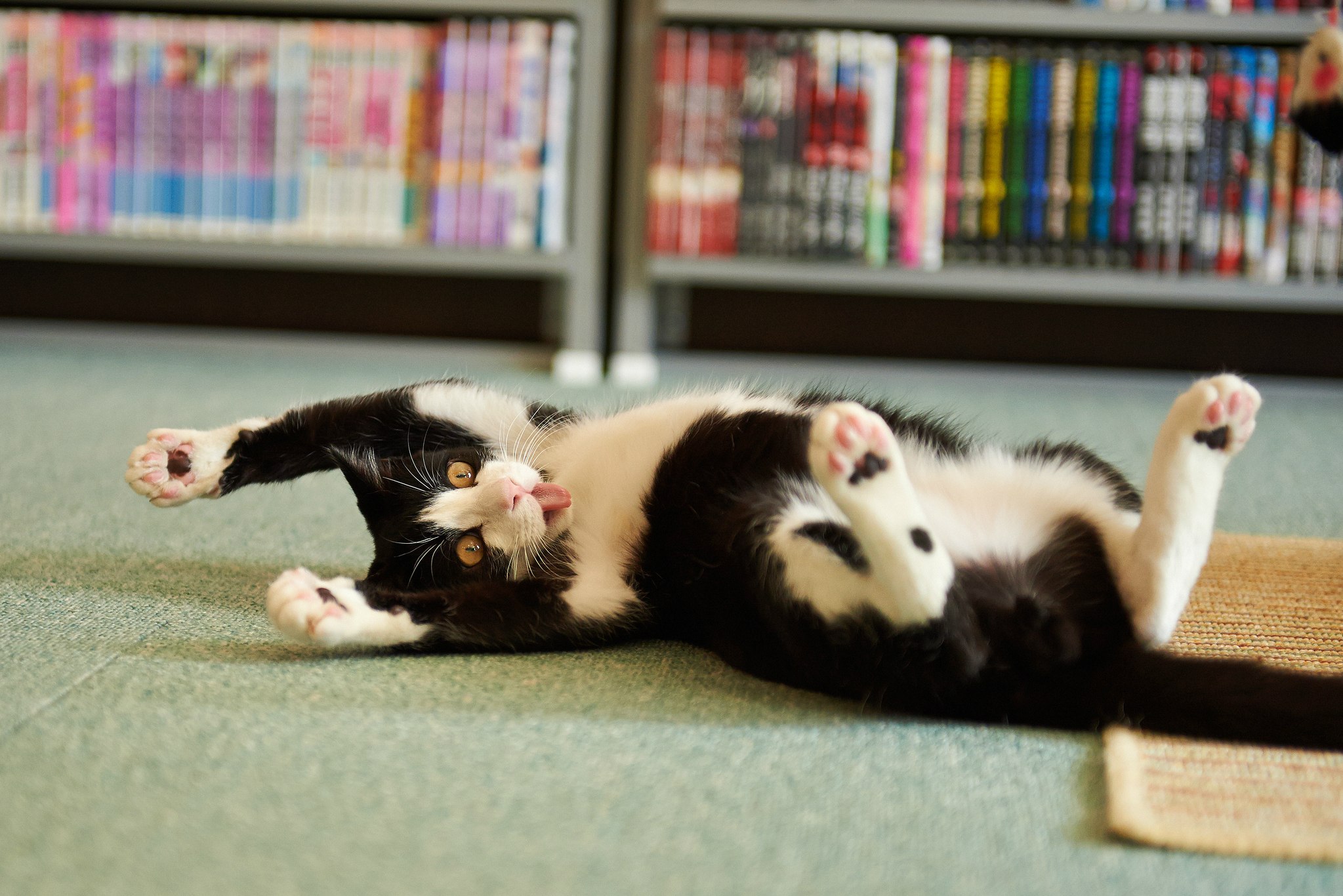 Playful Cat HD Wallpaper: A Feline's Whimsical Moment