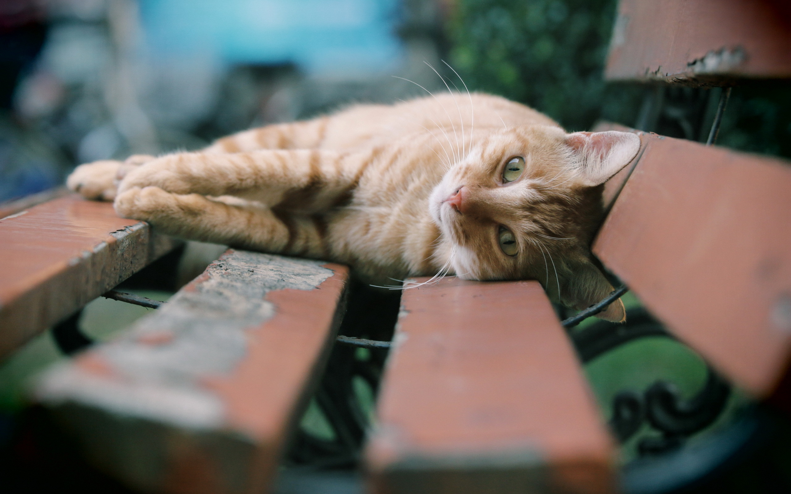Charming Cat Relaxation - HD Wallpaper