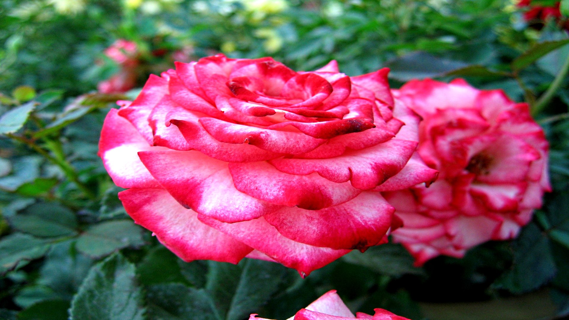 Download Nature Rose HD Wallpaper