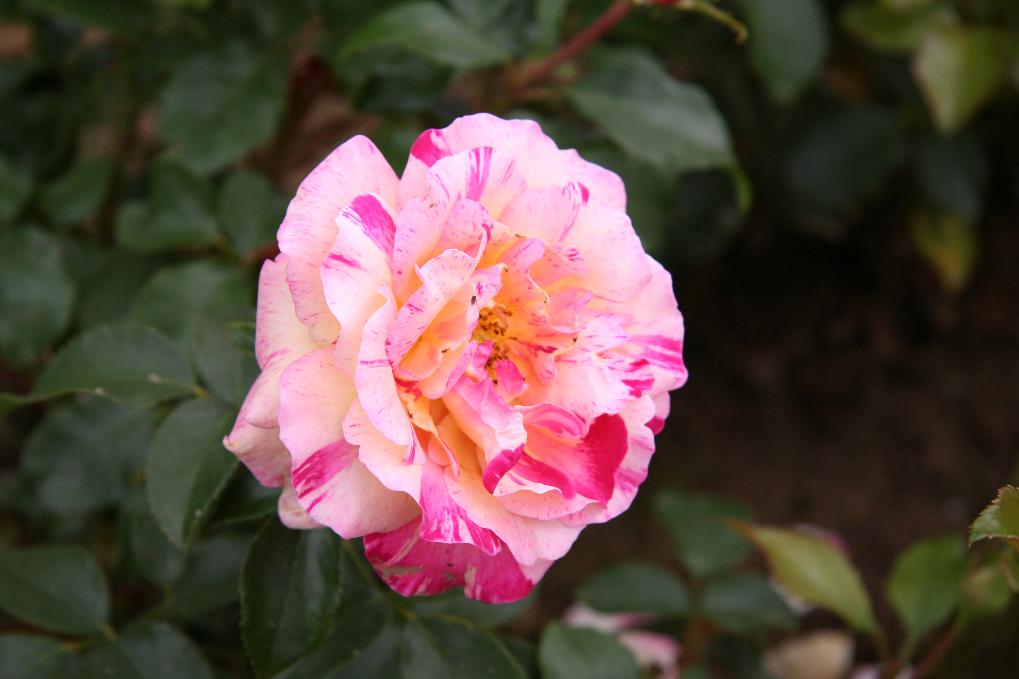 Download Nature Rose HD Wallpaper